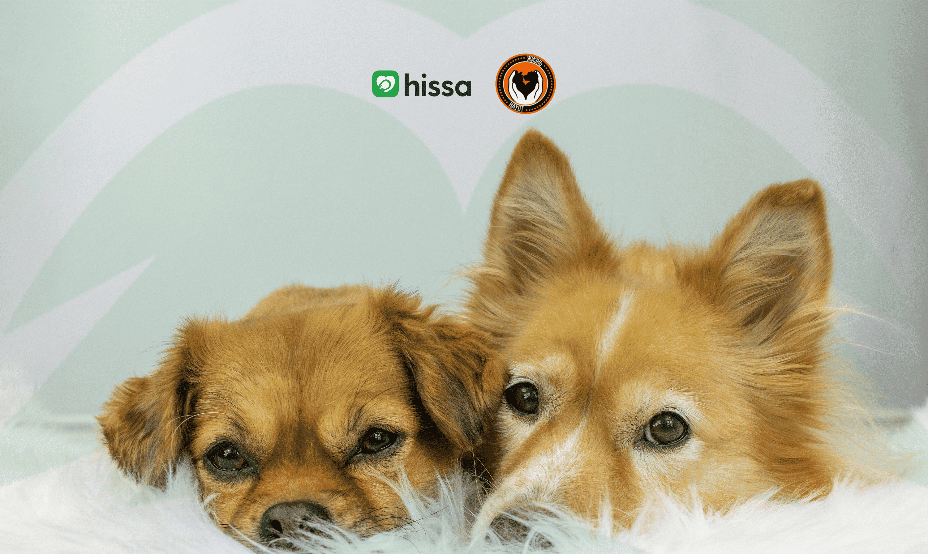 Qish yaqinlashmoqda: Jonivorlar omon qolishi uchun yordam beraylik